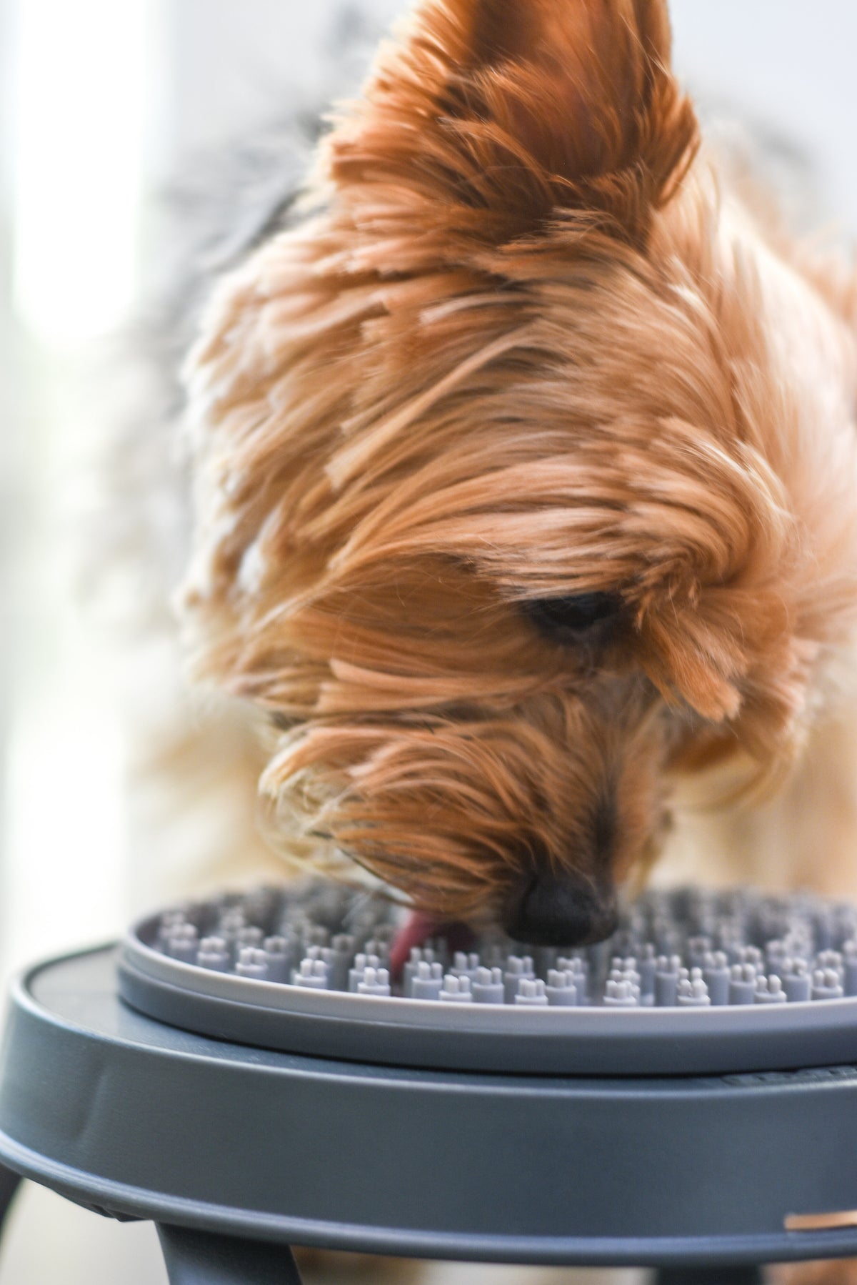 *NEW! Award Winning* Snack & Distract Elevated Lick Mat – Dexas® Online ...
